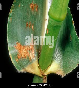 Corn, maize or sorghum rust (Puccinia sorghi) fungus disease pustules ...