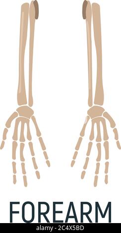 X ray human hand. Body bone roentgen front view. Medical anatomy. Arm ...