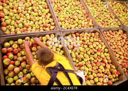 Poland is third largest apple producer in the world. Here: Harvesting ...