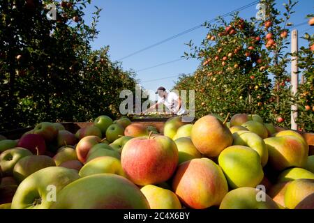 Poland is third largest apple producer in the world. Here: Harvesting ...