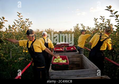 Poland is third largest apple producer in the world. Here: Harvesting ...