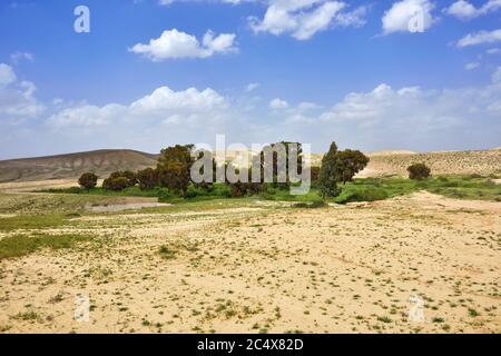 Small oasis in the Negev desert, Israel Stock Photo - Alamy