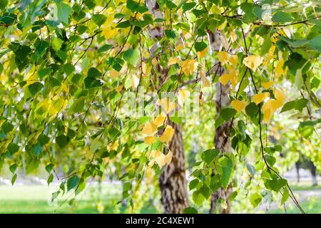 Yellow Birch leaves branches, bokeh background. Autumn spring ...