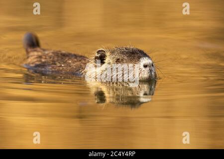 Nutria looking from water with nose above surface in nature at sunset ...