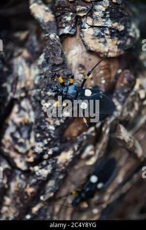 White-spotted assassin bug (Platymeris biguttata) nymph Stock Photo - Alamy