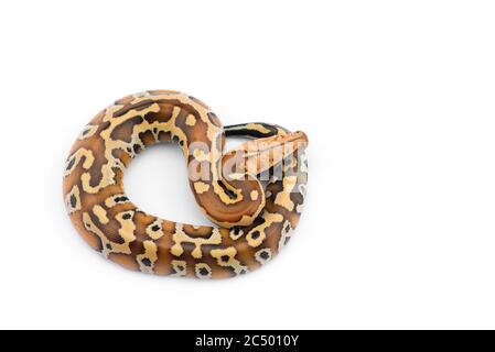 Sumatran Short Tail Python isolated on white background Stock Photo - Alamy