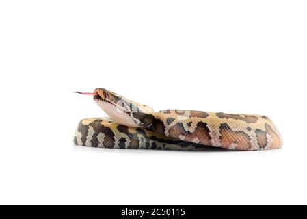 Sumatran Short Tail Python isolated on white background Stock Photo - Alamy