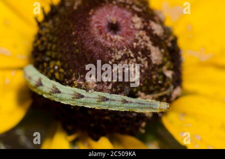 Common Eupithecia, Eupithecia miserulata, larva on black-eyed Susan ...