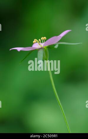 Meadow Pink (Sabatia campestris Stock Photo - Alamy