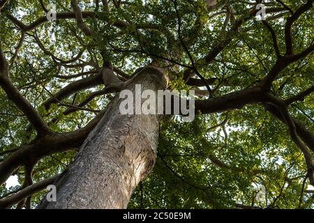 Heritage Tree - Common Pulai (Alstonia angustiloba) on Pulau Ubin ...