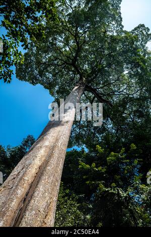 Heritage Tree - Common Pulai (Alstonia angustiloba) on Pulau Ubin ...