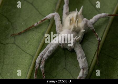 A parasitic entomopathogenic fungus that has taken over and killed this ...