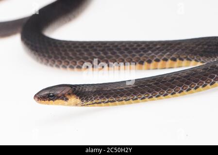 Orces's ground snake (Atractus orcesi), a small secretive snake found ...