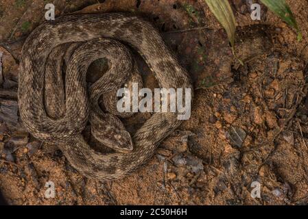 The most dangerous snake of the Amazon jungle, the fer de lance ...
