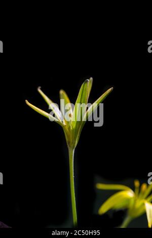 Gagea pratensis, a liliaceous wild plant yellow blooming in early ...