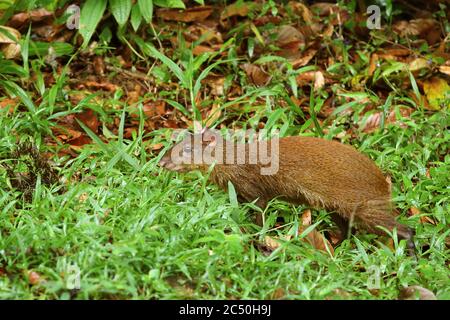 agouti agoutis rodent rodents "central america" "central american ...