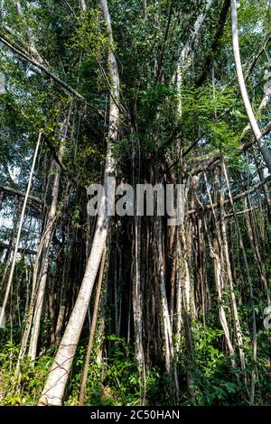 Malayan Banyan or Jejawi Tree (Ficus microcarpa Stock Photo - Alamy