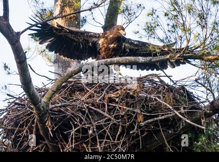 Juvenile bald eagle first flight Stock Photo - Alamy
