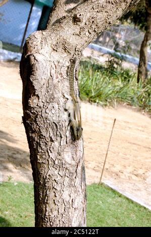 A selective focus shot of a brown squirrel chewing on a nut in a park ...