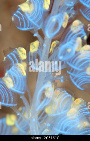 Raja Ampat, Aljui Bay "Channel Island Stock Photo - Alamy