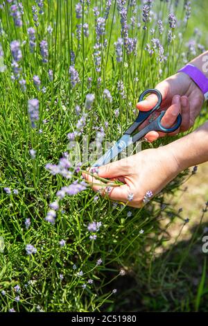 Hand of a woman picking lavender in a lavender field with purple ...