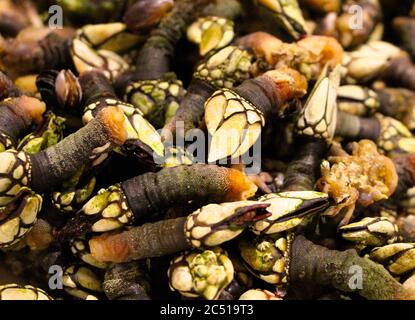 Close up of Percebes gallego or Pollicipes pollicipes or Goose neck ...