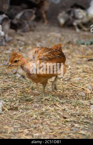 Baby Chick running around Stock Photo - Alamy