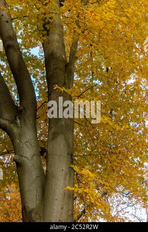 Looking up at European beech tree canopy {Fagus sylvatica} with ...