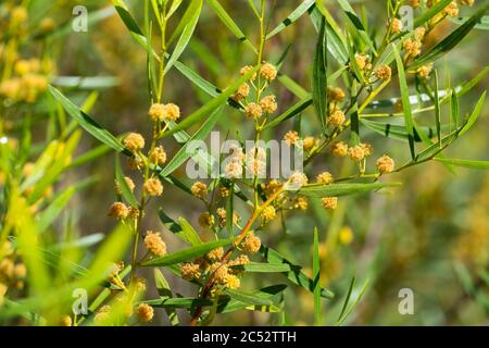 Hop leaved wattle or sticky wattle (Acacia dodonaeifolia or Acacia ...