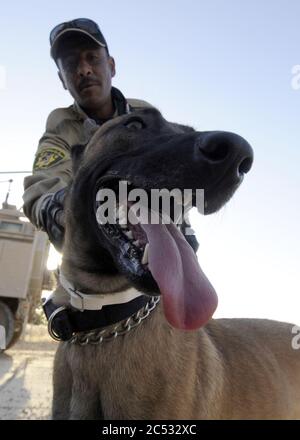 Iraqi dog handlers patrol Mosul Stock Photo - Alamy