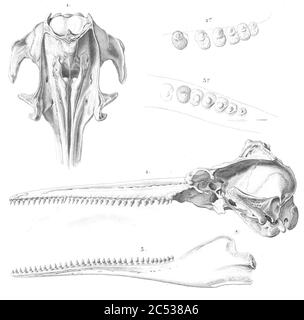 Inia geoffrensis boliviensis skull 1847 Stock Photo - Alamy