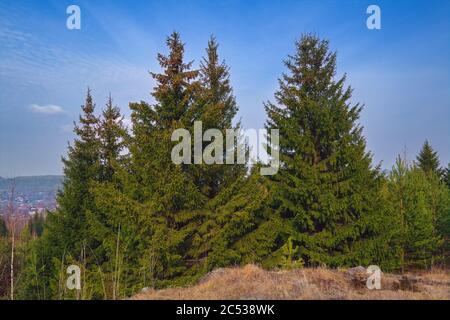 Early spring in the forest. Forest meadow field landscape. Early spring ...
