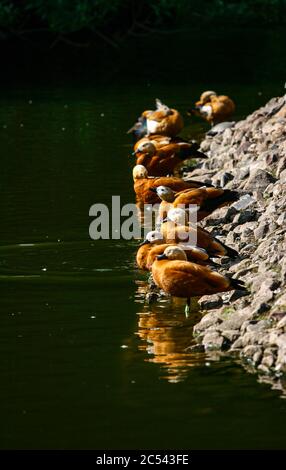 Male duck having a rest in a park Stock Photo - Alamy