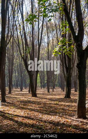 The branches of a tree cast long shadows on a green-painted house wall ...