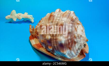 Horizontal shot of a nutmeg seashell on a blue background Stock Photo ...