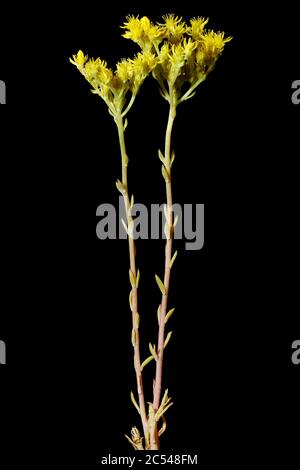 Reflexed Stonecrop, sedum rupestre Stock Photo - Alamy
