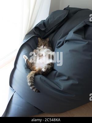 Relaxing view on fluffy white clouds on a deep blue sky Stock Photo - Alamy