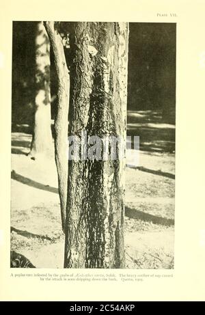 Indian forest insects of economic importance Coleoptera . their inner ...
