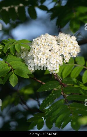 Rowan Tree; Sorbus aucuparia; Blossom; UK Stock Photo - Alamy