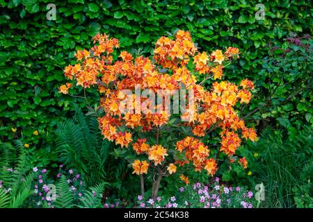 Red orange azalea flower, bush. Stamens with pollen. Orange red ...