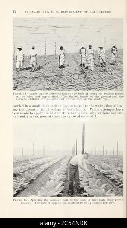 Insect pests of cigar-type tobaccos in the Southern districts (Page 8 ...