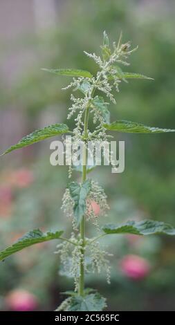Growing common nettle bush outdoors. Urtica dioica. Stinging nettles ...