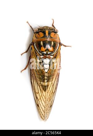 A vibrant green cicada perched on the rugged, textured bark of a tree ...