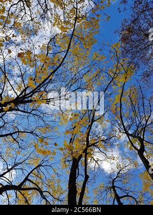 Low angle shot of a maple tree against the blue sky Stock Photo - Alamy