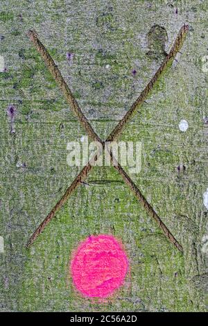 View of forest with marked tree trunk, Latvia Stock Photo - Alamy