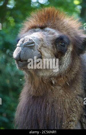 Vertical shot of a camel with green leaves on the blurred background ...