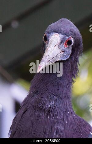 Vertical selective focus shot of rook bird head Stock Photo - Alamy