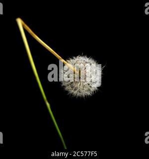 Broken dandelion on a black background Stock Photo - Alamy
