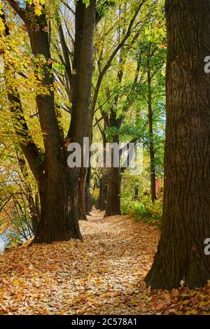 An aspen tree (populus tremula) by a footpath on Mount Etna seems to be ...