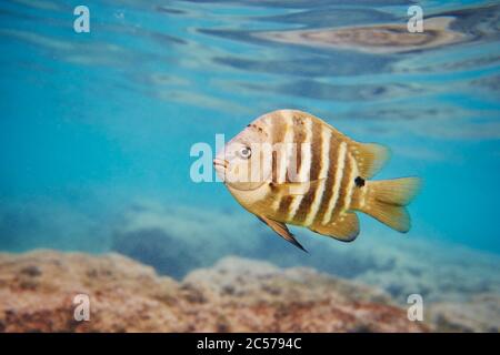 Damselfish, Abudefduf saxatilis, Fish, Lateral, Swim, Colorful Coral ...